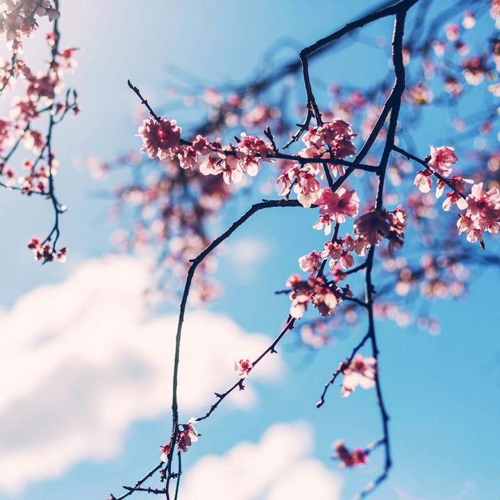 Order Online - Sinplicity Catering