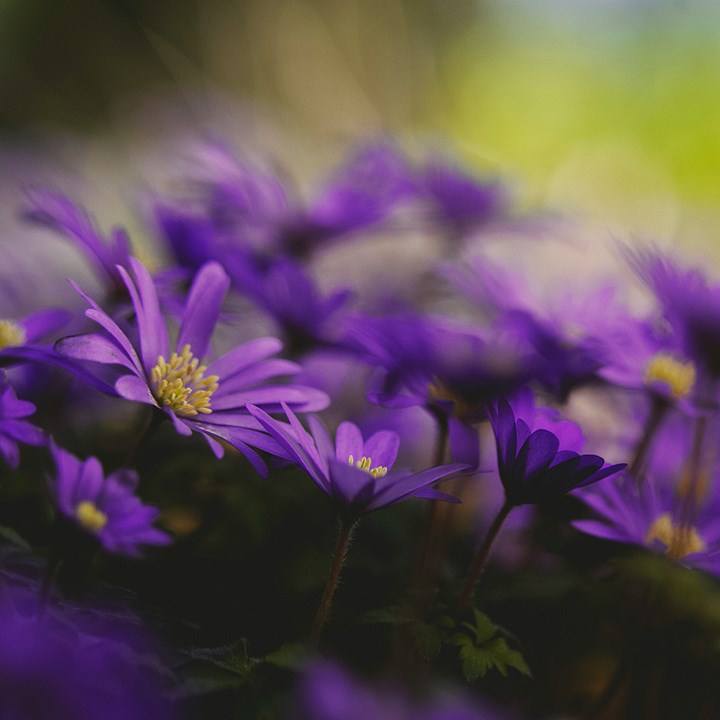 Order Online - Sinplicity Catering